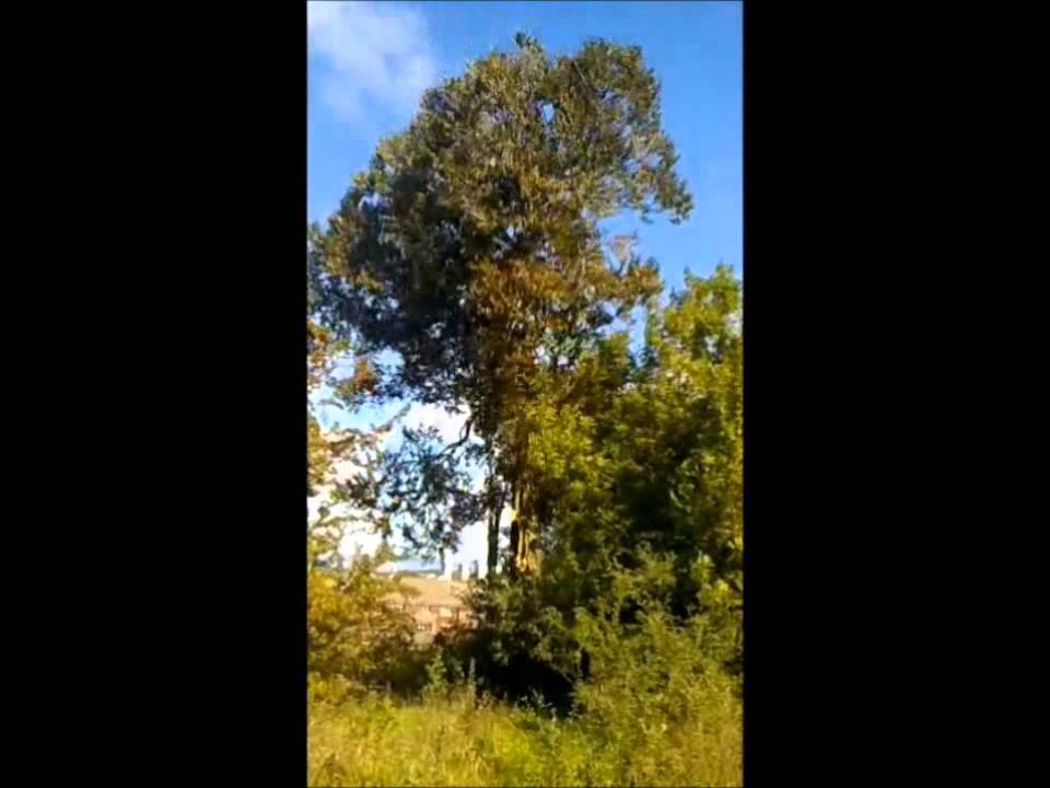 KTS Tree Surgery Beech Dismantle