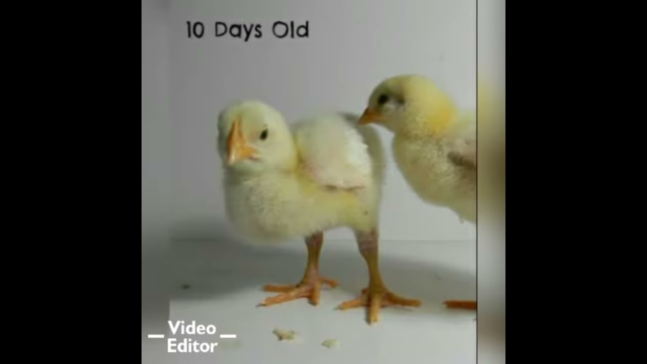 Difference between male or female (cockerel or pullet) in chicks