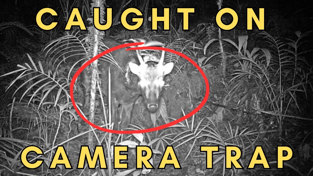 RARE Animals CAUGHT on Camera Traps - new species, believed extinct, never filmed, new range