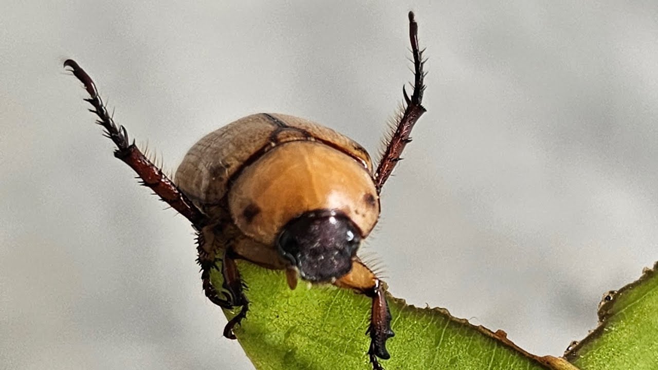 Cyclocephala . .