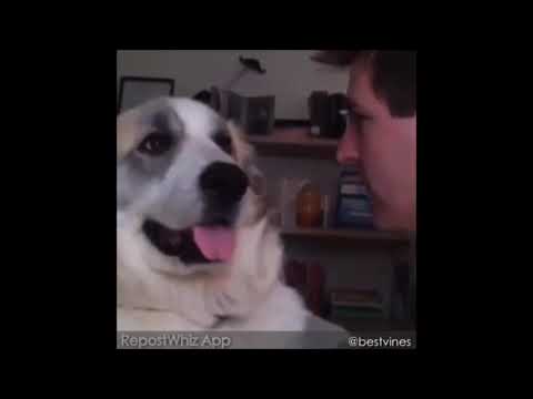 Dog slap a guy