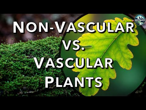 Non vascular vs. Vascular Plants