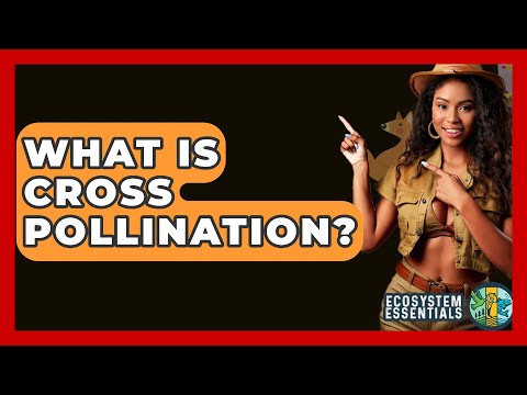 What Is Cross Pollination? - Ecosystem Essentials