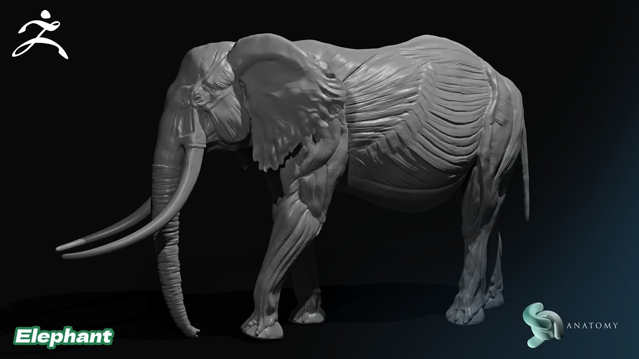 Elephant Anatomy In ZBrush (Timelapse)