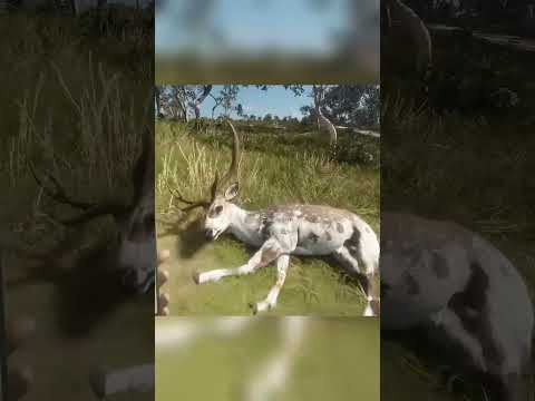 Steam Community :: Video :: Piebald Axis Deer On Emerald Coast ...