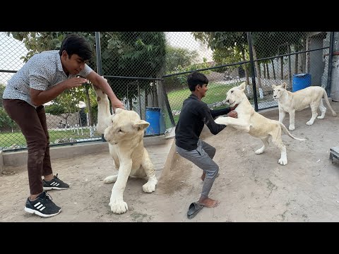 Lion Ky Cage Me Agai 😰 Attack Kr Dea