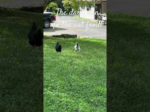 Cats & Chickens #chicken #cats