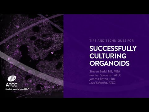 Tips and Techniques for Safeguarding the Health of Your Primary Cells and Cell Lines