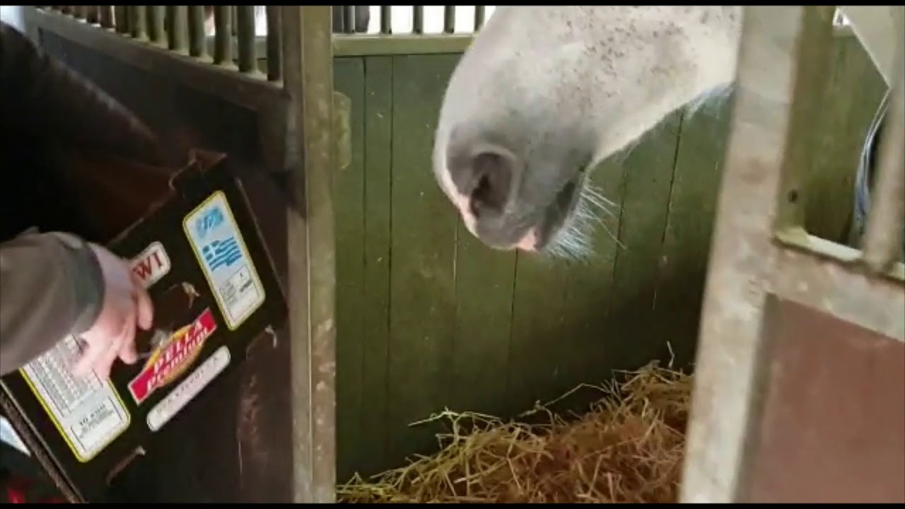 Pony Plezier