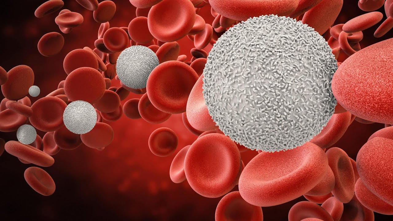 Hematology in a nutshell 
