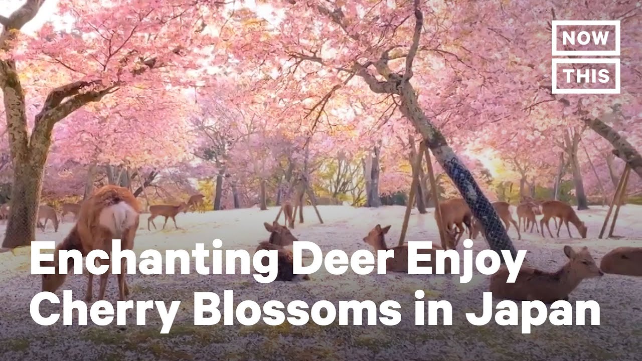 Deer Enjoy Cherry Blossoms in Japan | NowThis