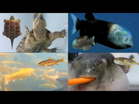 All Fish In REAL LIFE! | Animal Crossing: New Horizons