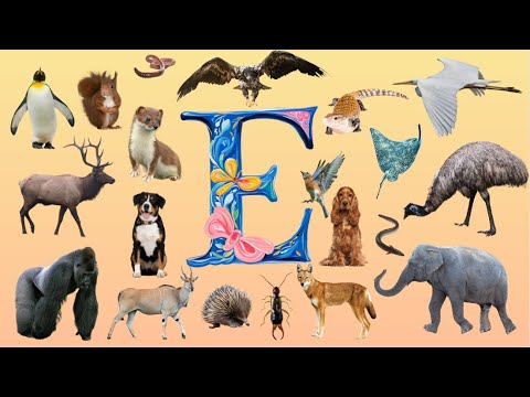 Discover the World of 'E' Animals abc | 19 Animals that Start with E | Master Animals Vocabulary