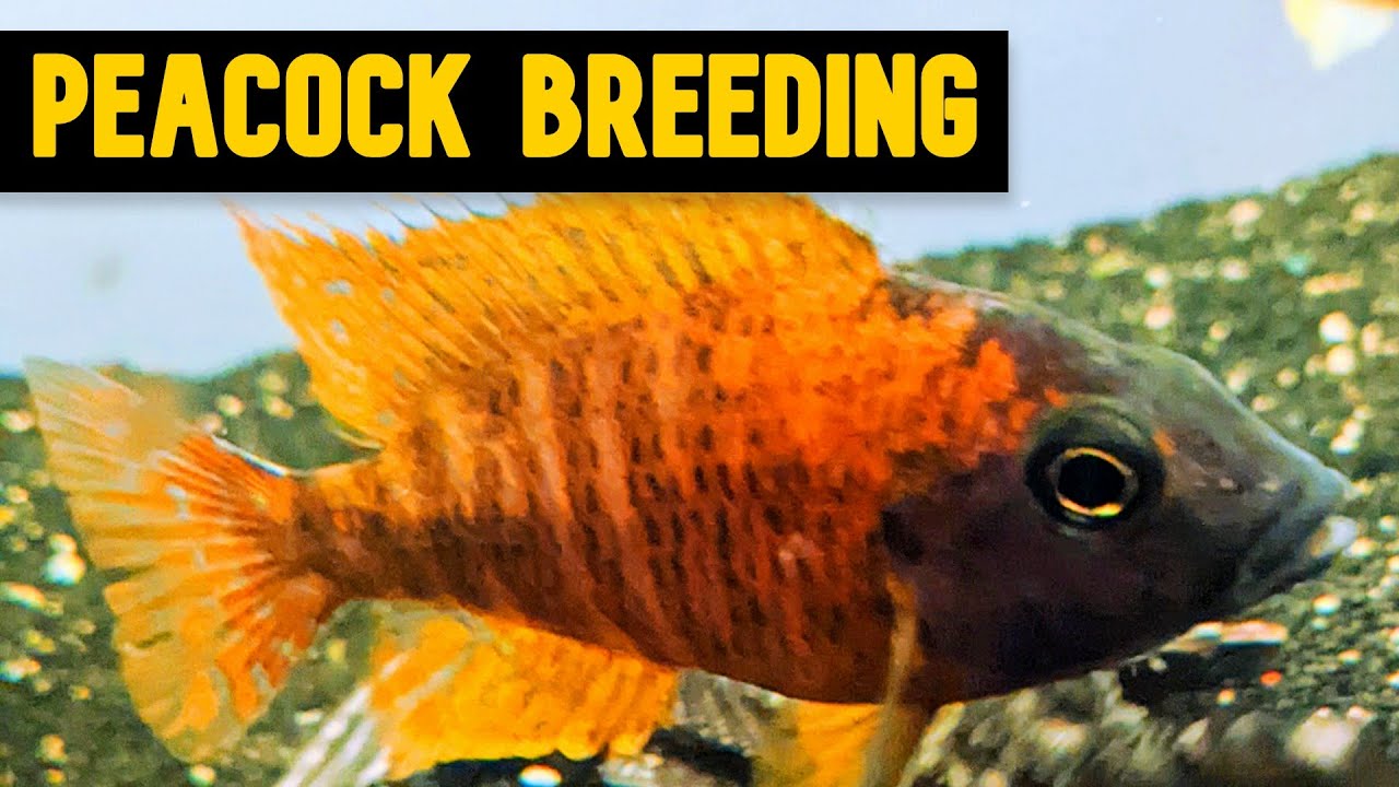 Peacock Cichlids: Tips and Tricks for Successful Breeding