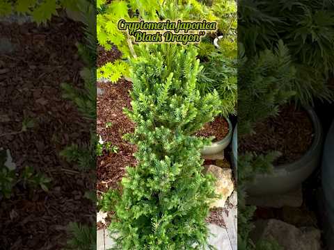Cryptomeria japonica “Black Dragon” (Japanese Cedar)