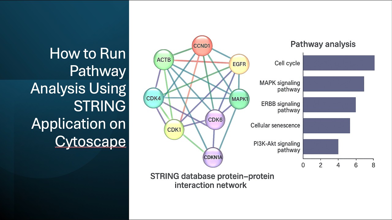 How to Run a Pathway Analysis Using STRING Application on Cytoscape