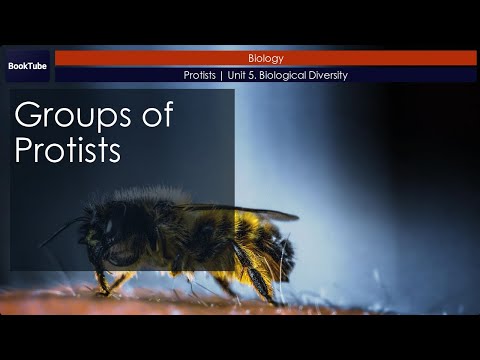 Groups of Protists | Protists | Unit 5. Biological Diversity