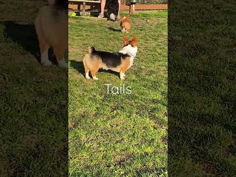 The tail of 2 Corgis and a 3rd. Comment belowđ#shorts #corgi #dog