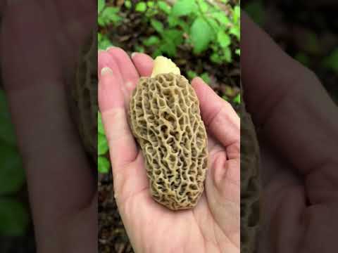 First Morel Find 2025 #minnesota #morel