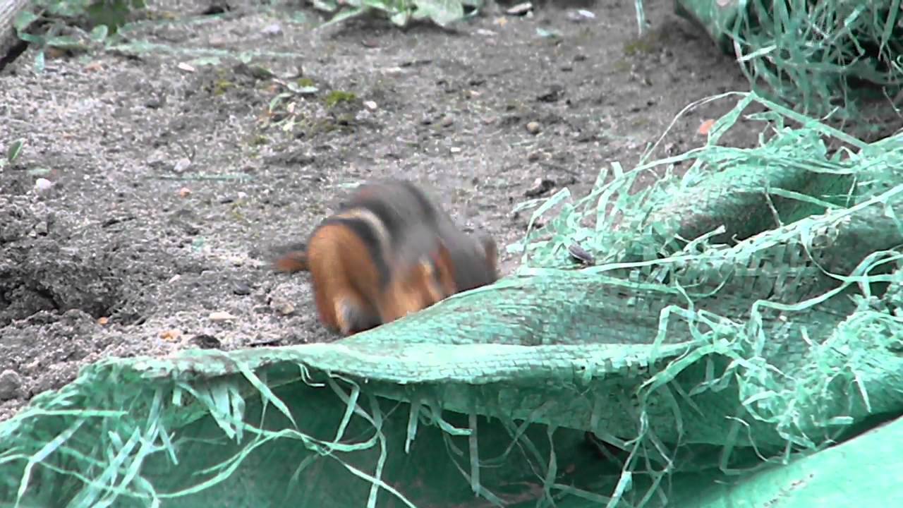 Cute Eastern Chipmunk in my backyard