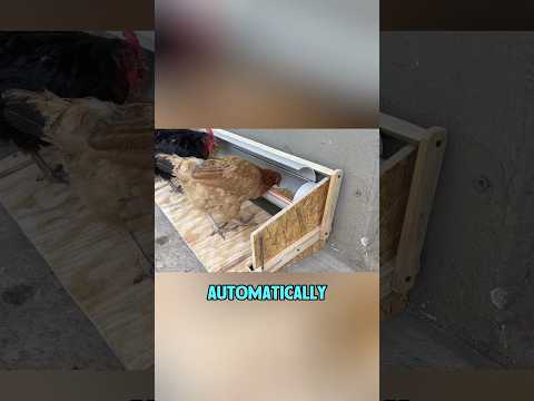 The uncle actually made a chicken feeder using PVC pipes and wooden boards #shorts