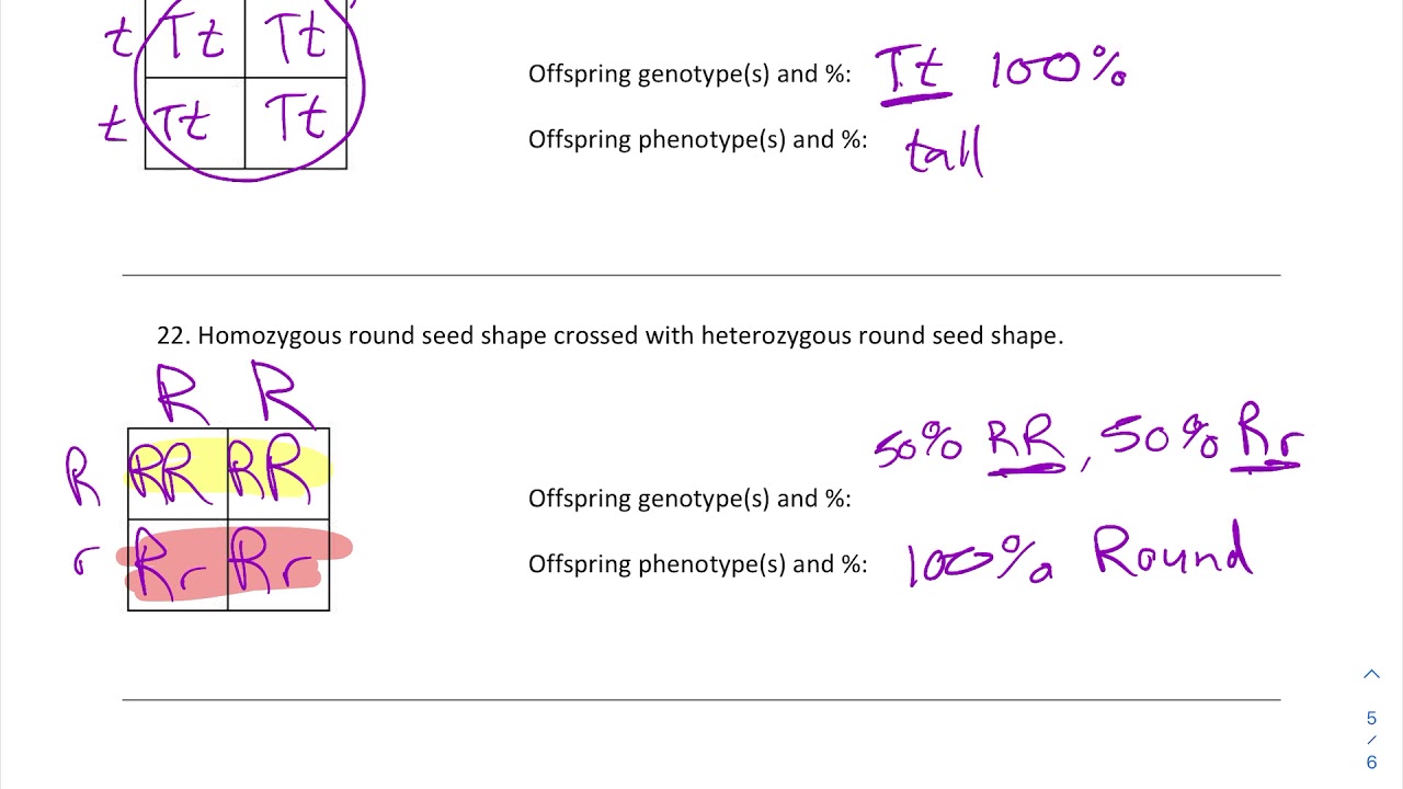 Probability and Genetics Worksheet 3