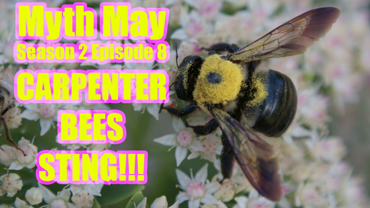 Myth May Season 2 Episode 8 - Carpenter Bees Sting