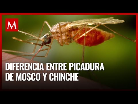 ¿Lo puedes notar? Ésta es la diferencia entre picaduras de chinche y de mosquito