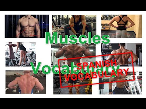 Muscles in Spanish
