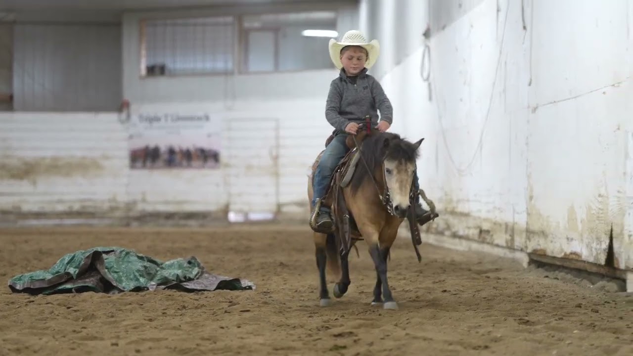 Sky 4 Year Old Pony Mare