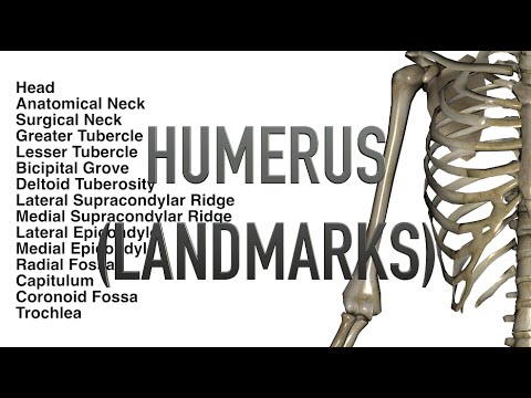 Humerus - Landmarks - Quiz