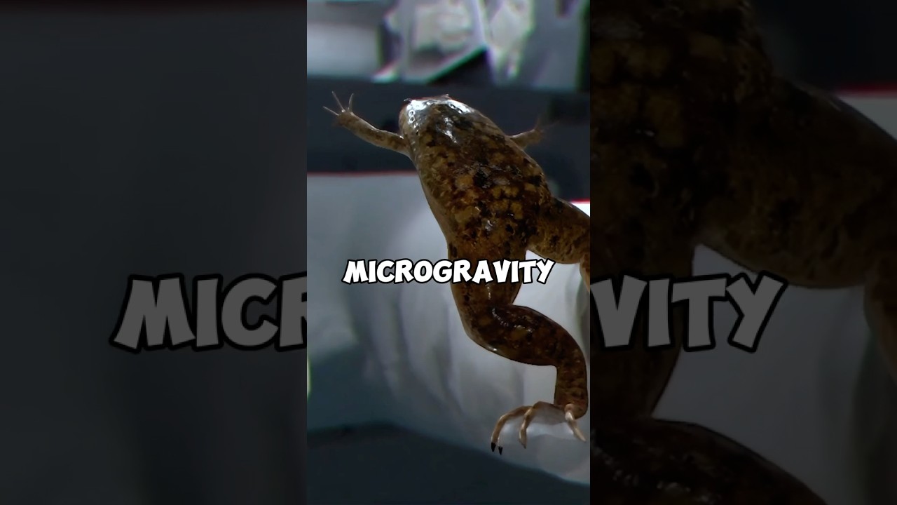 What happens to animals in zero gravity?
