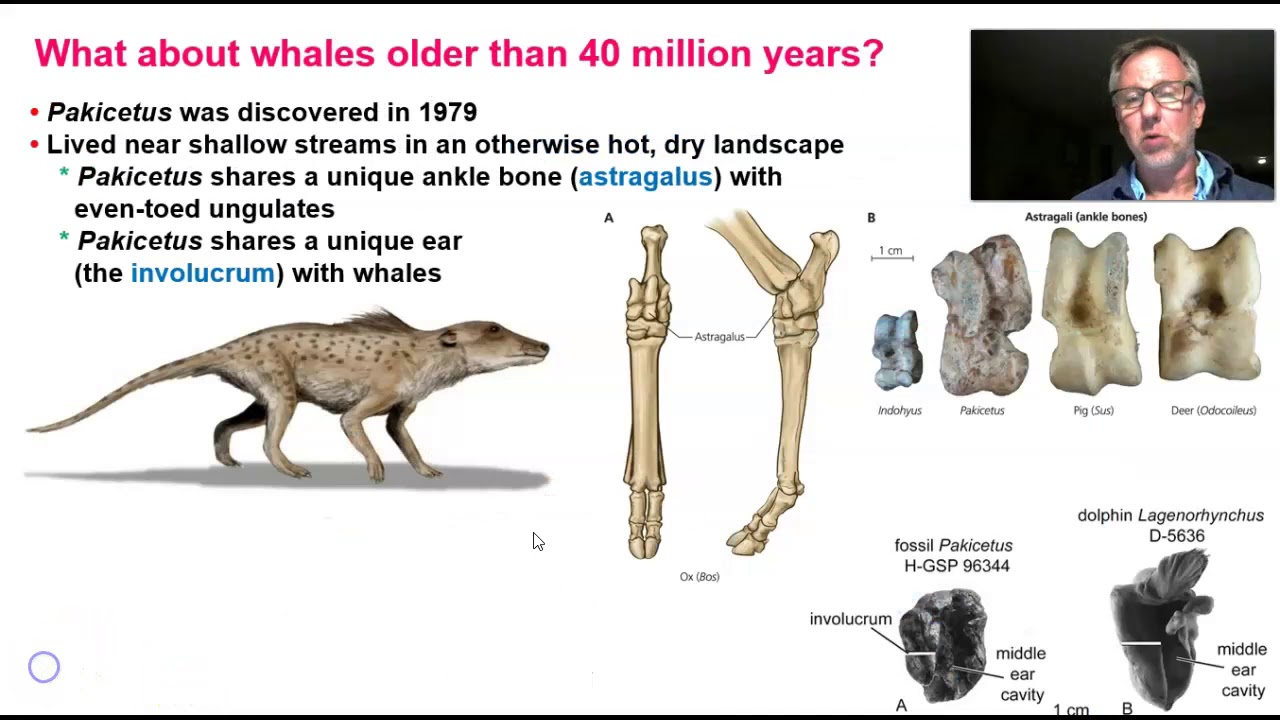 Evolution: Chapter 1 Narrated Powerpoint
