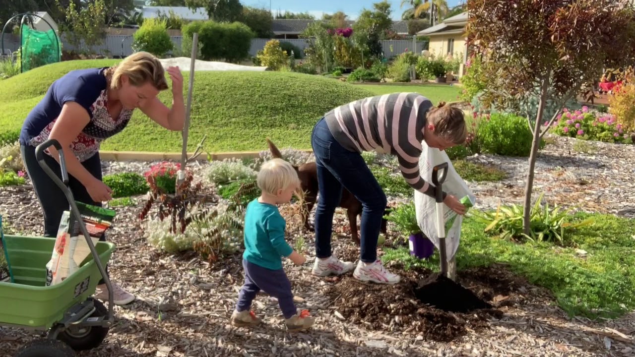 Improving sandy soil and planting an Acacia