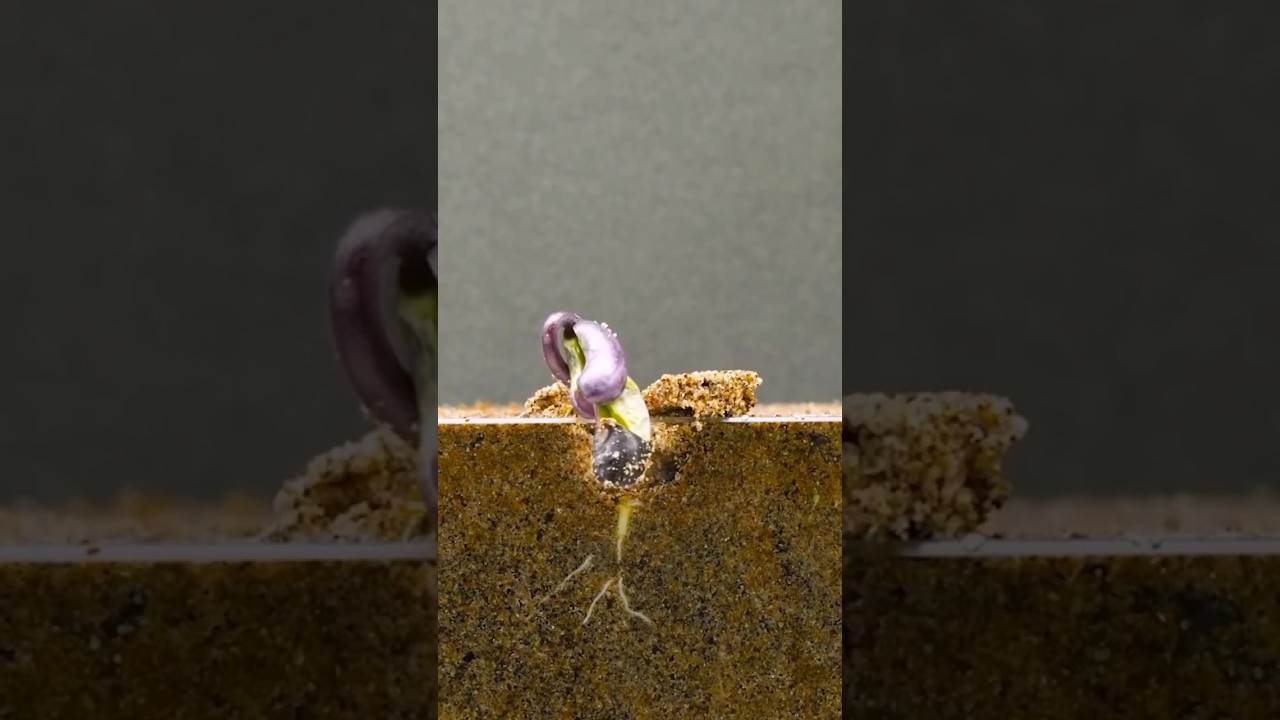 Tree from seed video #music #ost #anime #travel #foryou