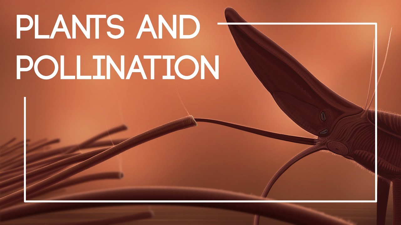 What Would Plants Look Like on an Alien World?  I  The Isla Project: Episode 1