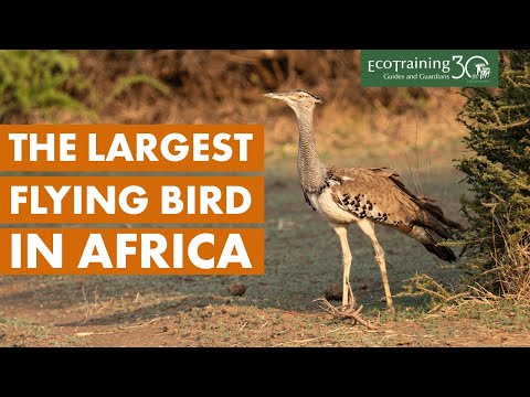 The Kori Bustard l Birds of the Bush l EcoTraining