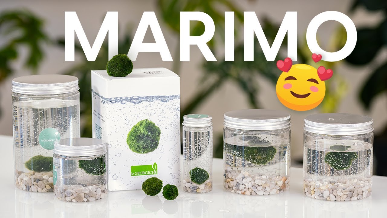 Marimo, come curare l'alga palla degli innamorati