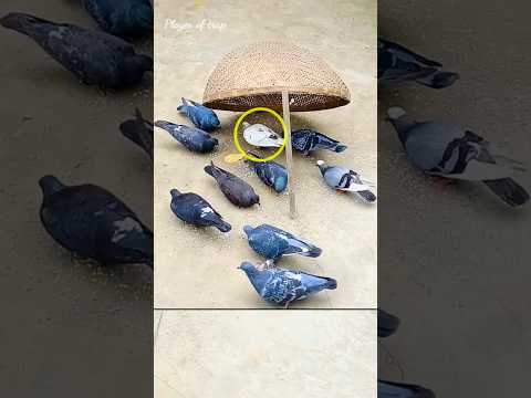 Pigeon trap easy work 100% | bird trap in flock | all bird trap using Birds cage #shorts