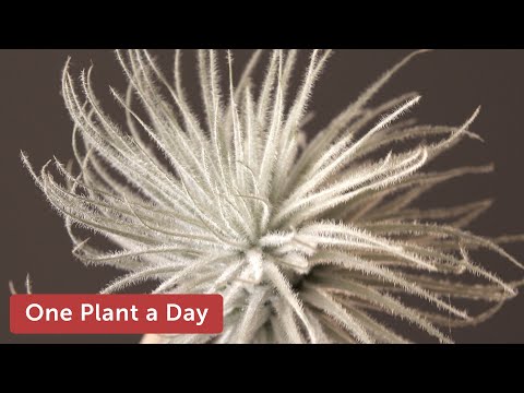 Tillandsia tectorum Houseplant Care β 281 of 365