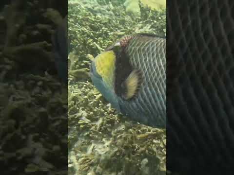 The Largest Species Of Triggerfish (Titan Triggerfish)
