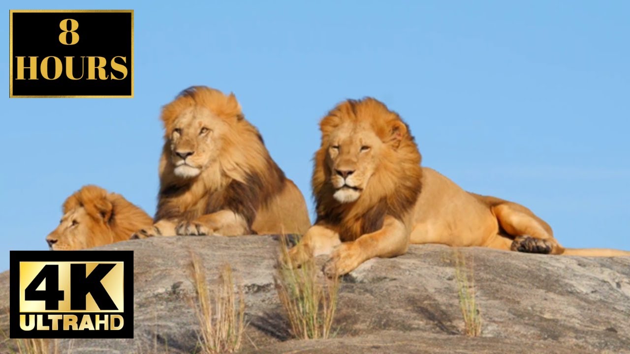 Lions In 4K African Wild Lions Wallpaper Screensaver Background 4K 8 HOURS With Music