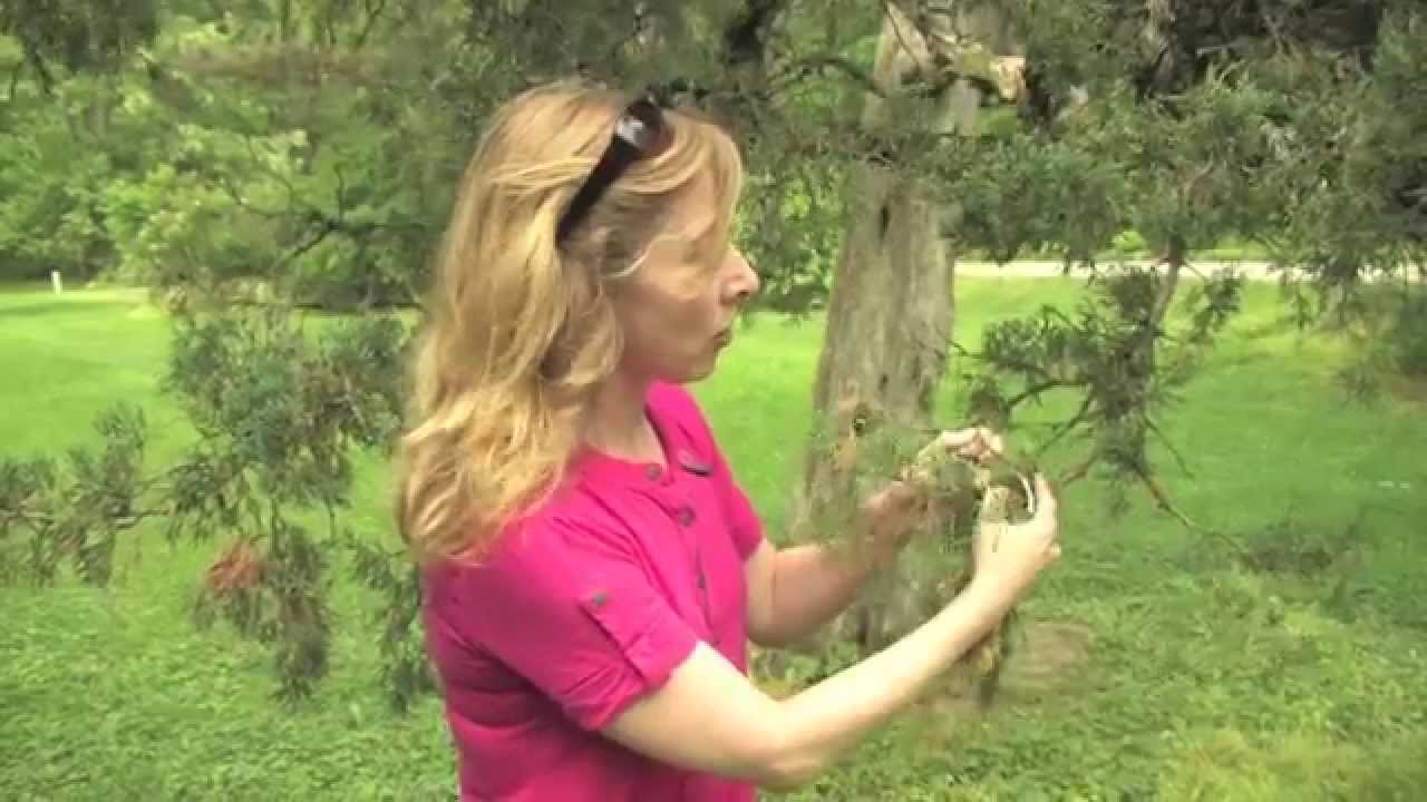 Cedar-Apple Rust (Juniper Rusts)