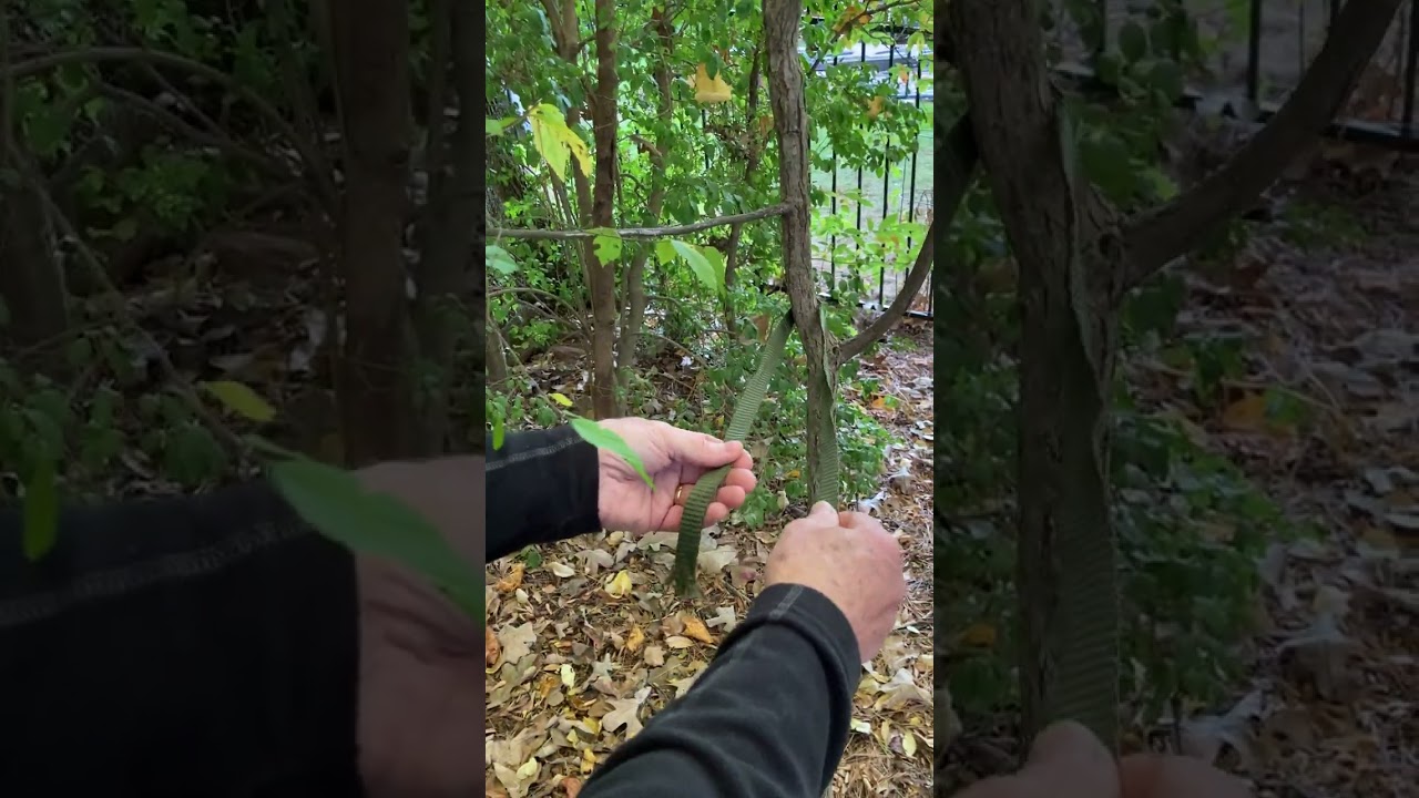 Using ArborTie Straps