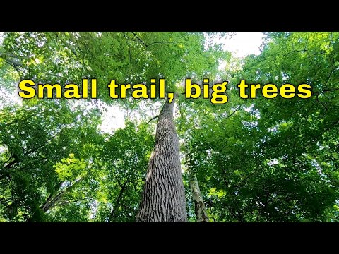Michigan State Parks 100: Warren Woods