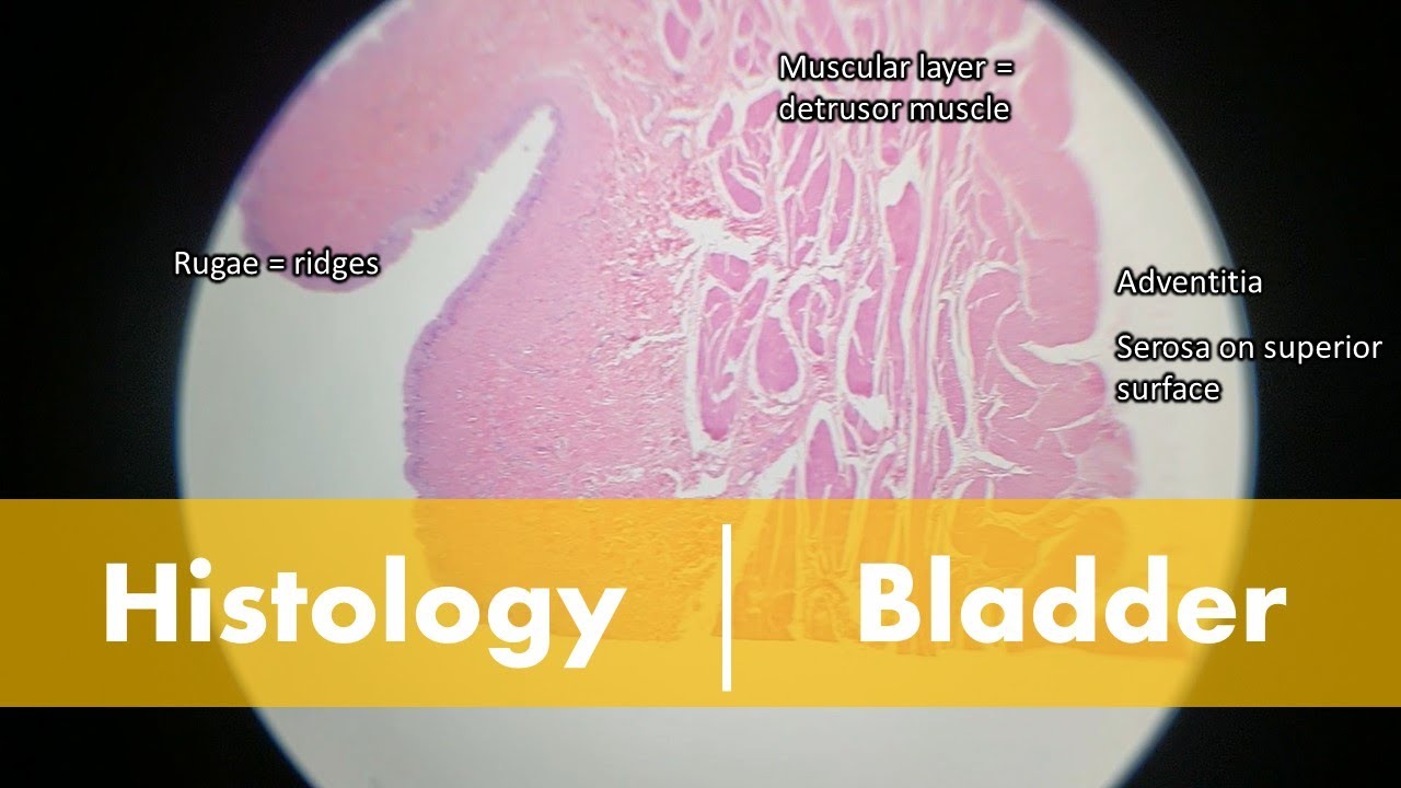 Histology of the Bladder