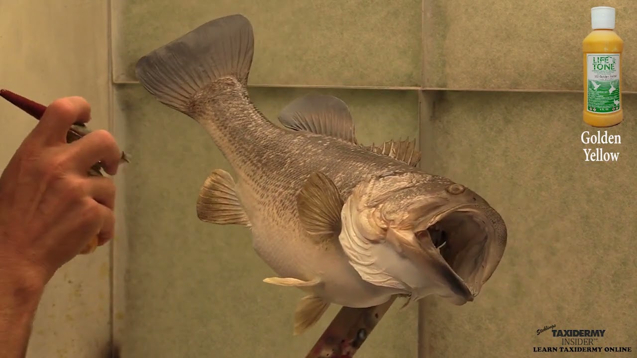 Largemouth bass Skin Mount # 19 Painting