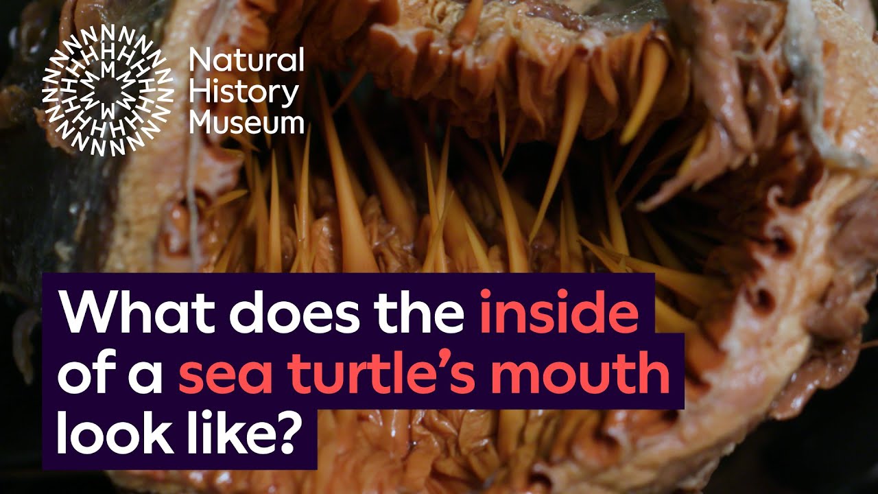 What does the inside of a sea turtle's mouth look like? | Surprising Science