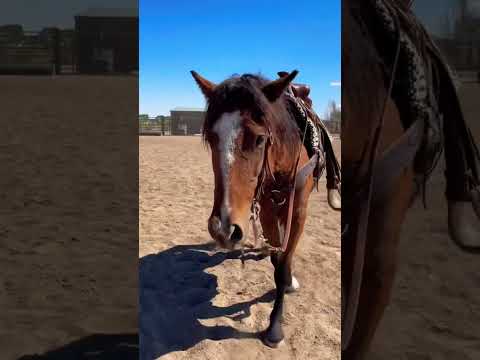 POV You are in love with your curly horse ❤️ #curlymustangchester