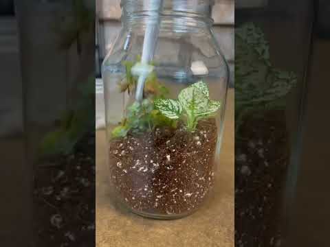 Let’s make a new home for two Roly Polys